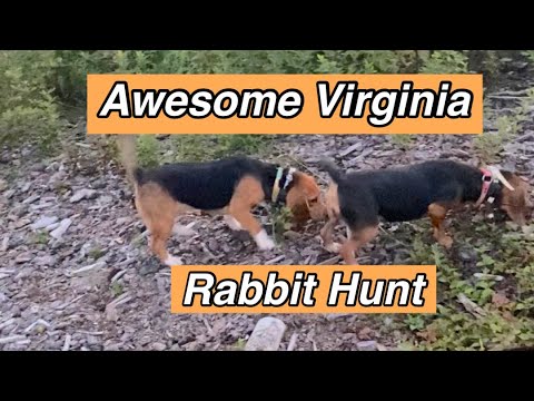 Awesome Virginia Rabbit Hunt with Beagles (kill shot 1:40) - YouTube