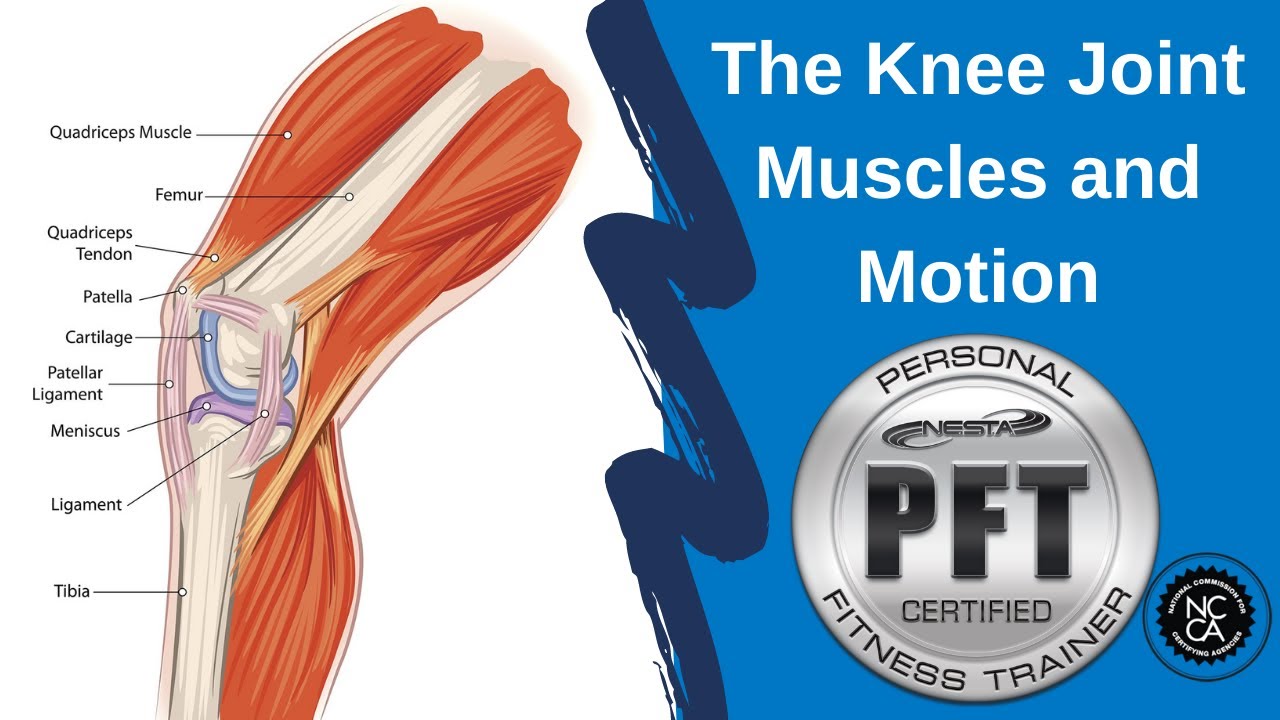 Knee Joint Muscles and Movement - YouTube