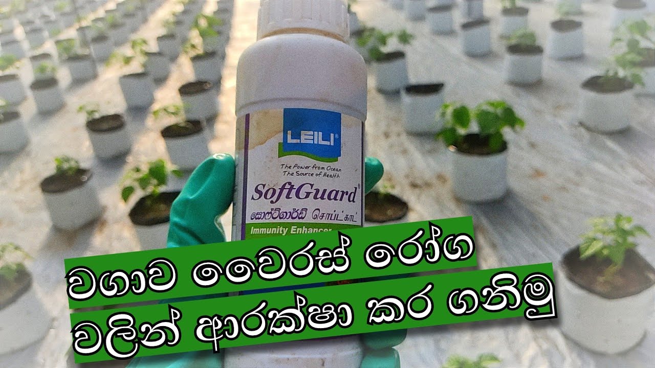 වගාව වෛරස් රෝග වලින් ආරක්ෂා කර ගනිමු | How to use Soft Guard immune ...