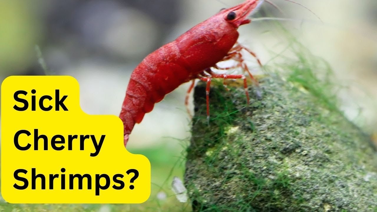 3 Most Common Reasons Aquarium Shrimps Get Sick - YouTube