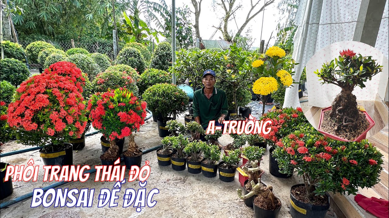 Phôi trang thái đỏ đế đẹp bonsai,trang thuần chậu..23/10😘📲 0939607312.A ...