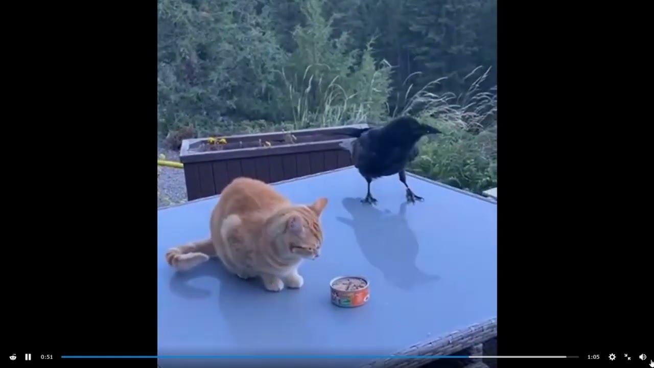 Daily Fails 4 Time spent with cats is never wasted.😺😺😺 - YouTube