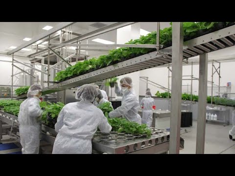 Biopharming: Turning Plants into Medicine Factories (2 Minutes) - YouTube