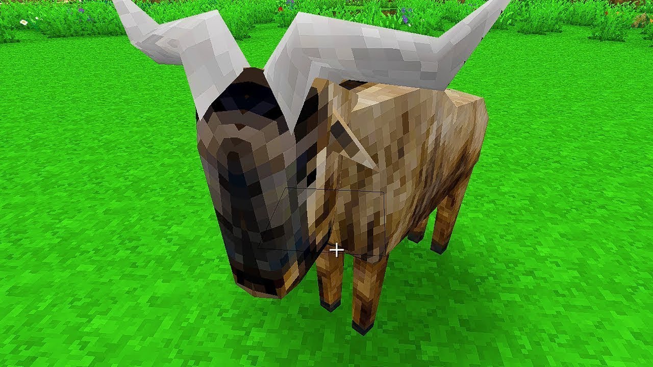 Animals Fight Gnu Vs Black Cow Fountain Crossing Color Choose ...