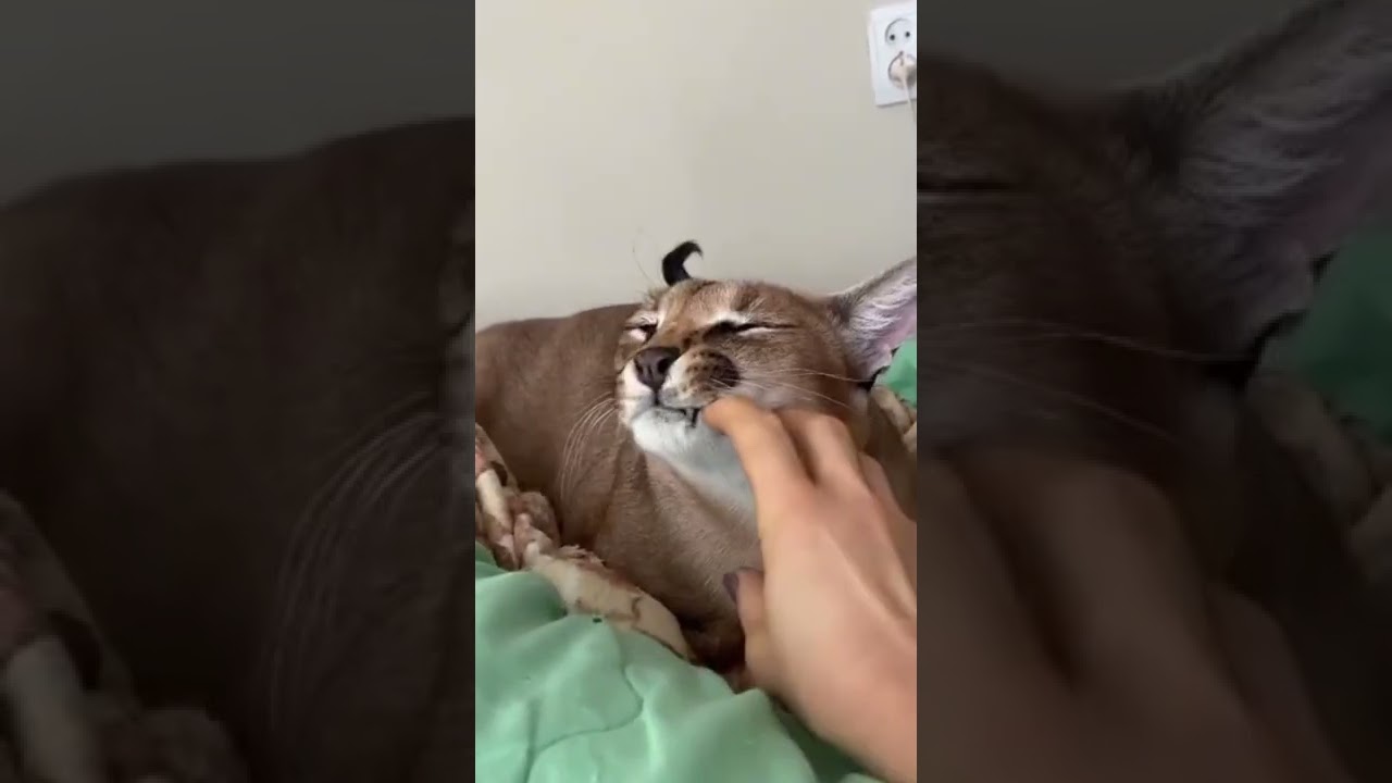 Floppa is FOREVER Cool!!!!!! - YouTube