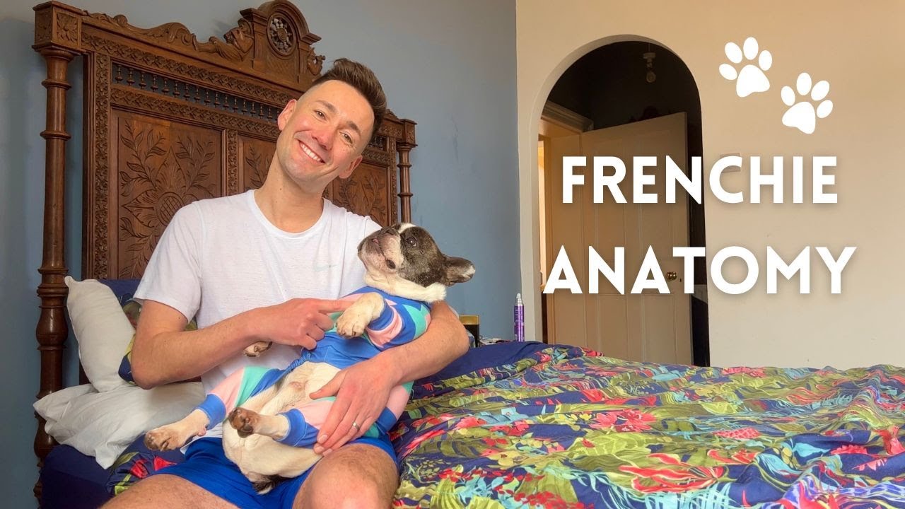 The anatomy of a French Bulldog - YouTube