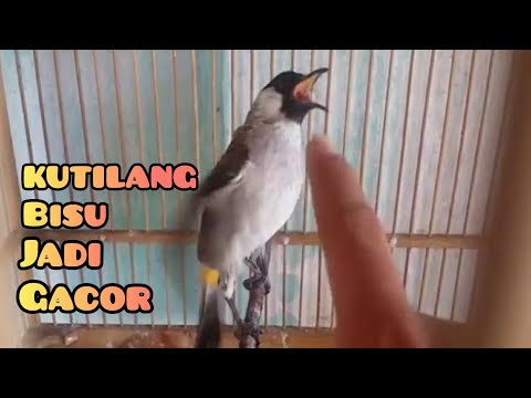 Suara kutilang Edan Ini Mampu || Membangkitkan emosi kutilang Bisu Macet Malas Bunyi .