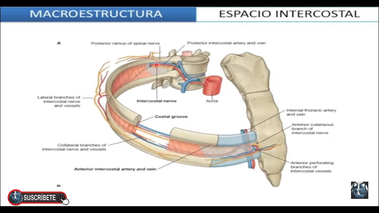 Anatomía De La Arteria Intercostal Arterias | Angélica Mena | UDocz