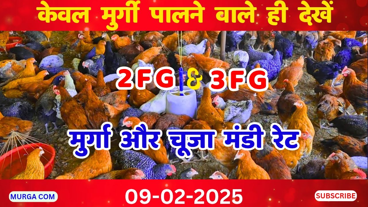 Murga mandi taza rate | Aaj ka murga mandi rate | Thok murga mandi ...