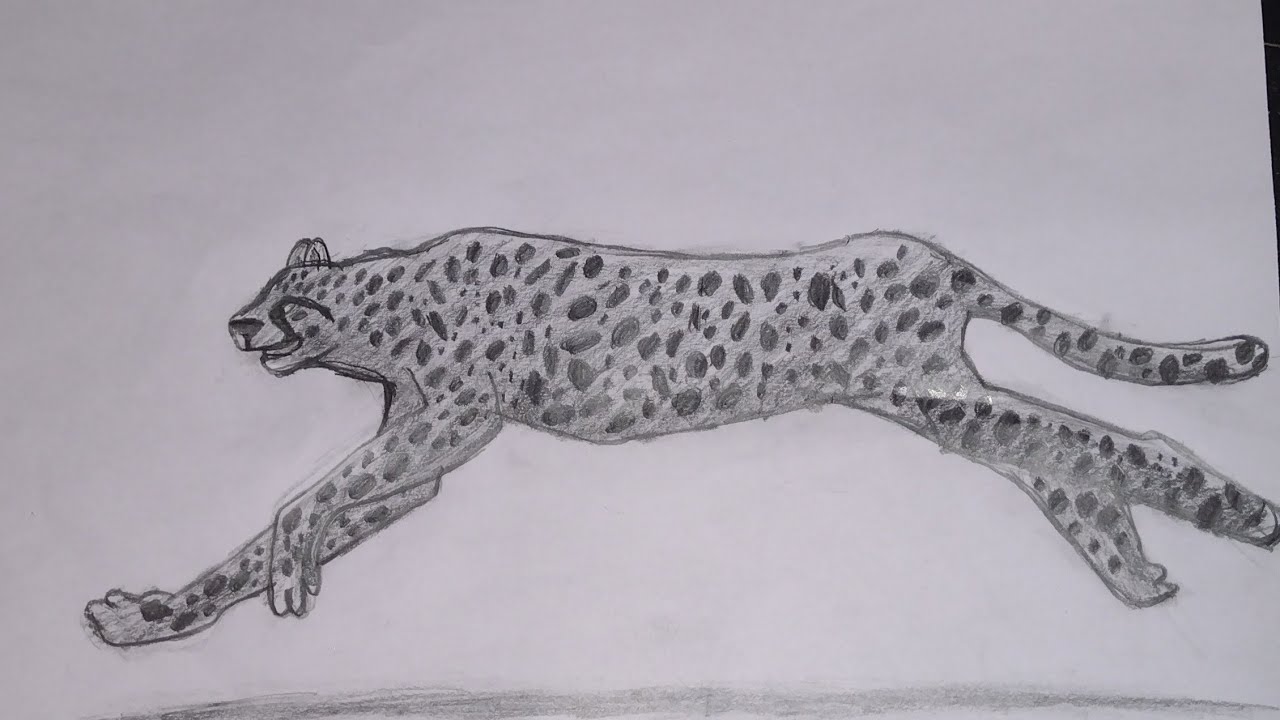 Drawing a running cheetah with pencil easy | be creative - YouTube