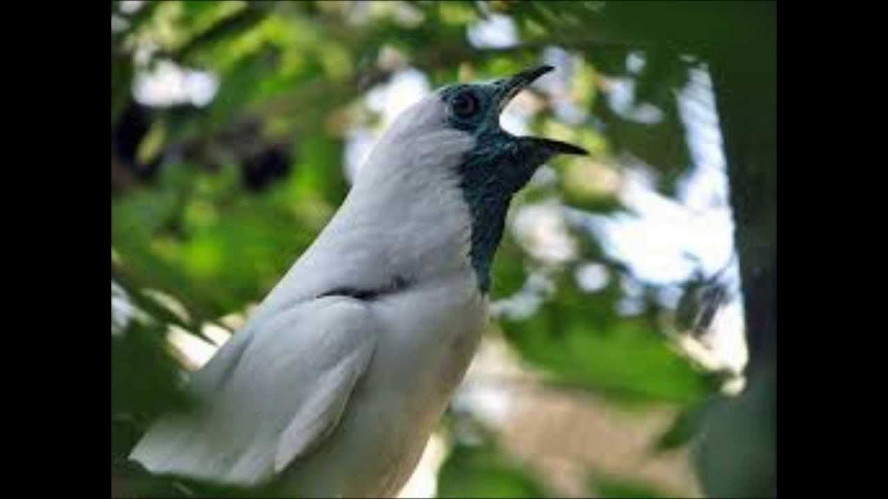 Araponga (Procnias nudicollis) - YouTube