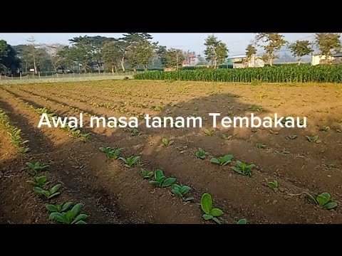 Masa tanam Tembakau Naosgh - YouTube