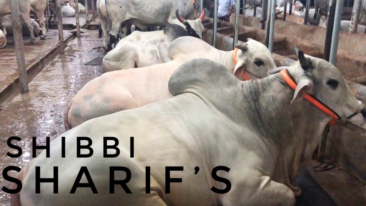 Huge Sibbi Collection || Sharif Agro 2018 || Guy with The Big Cows ...