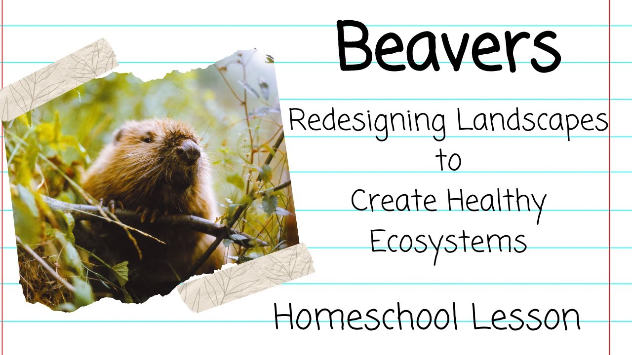 Discover How Beavers Re-Shape Landscapes to Create Healthier Ecosystems ...