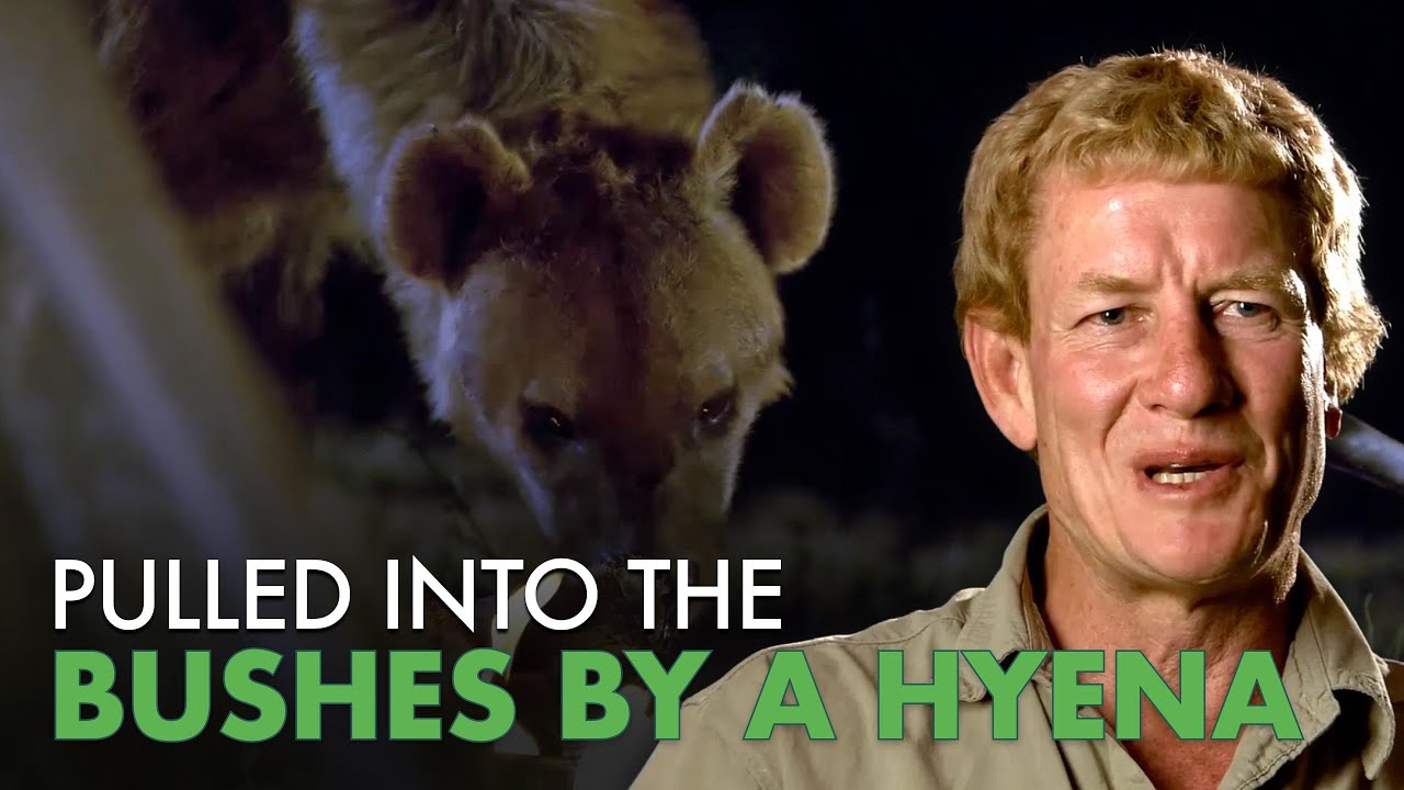 Escaped Alpha Chimp Attacks Americans in Jungle | Human Prey - YouTube