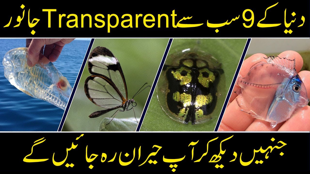 9 Most Transparent Animals | Invisible Animals | Animals that can turn ...