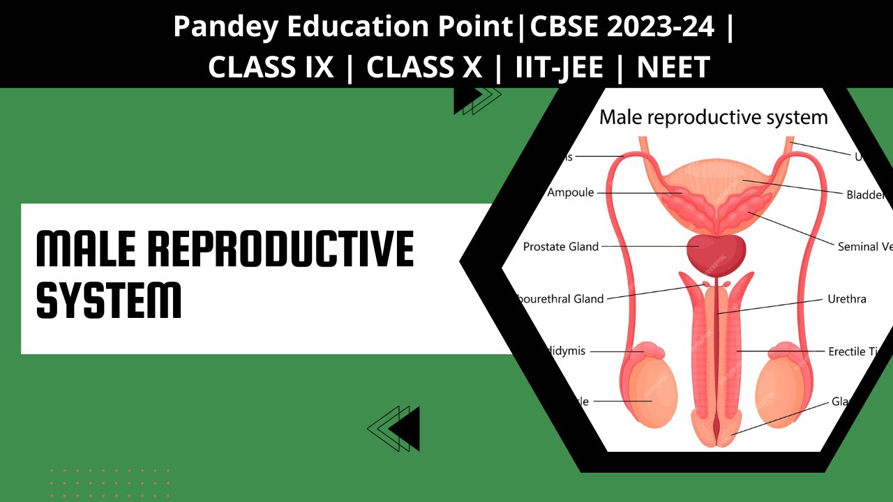 Male Reproductive System | Biology | Anita Ma'am | Class IX | Class X ...
