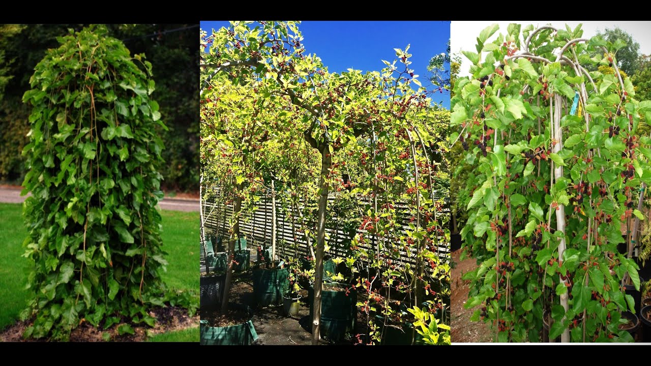 Morus Alba Pendula / Weeping Mulberry Grafting and Training - YouTube