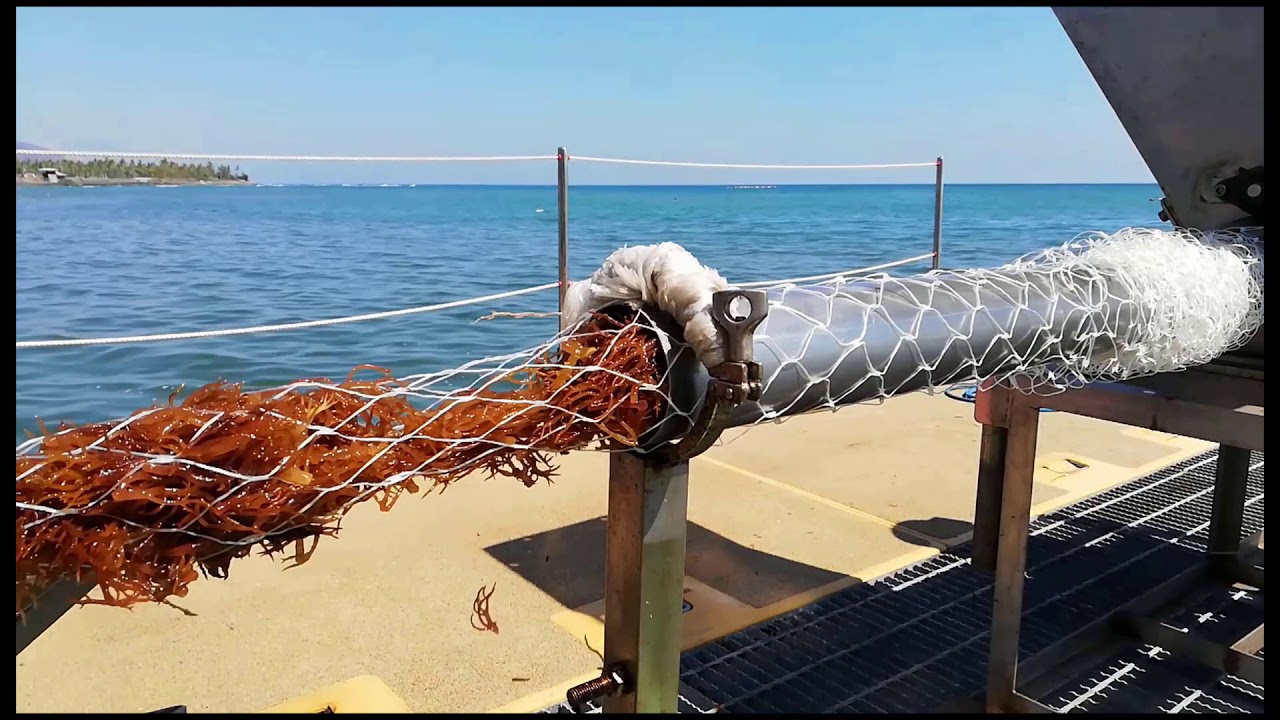 Spira garvey dory farms seaweed in Bali Sea - YouTube