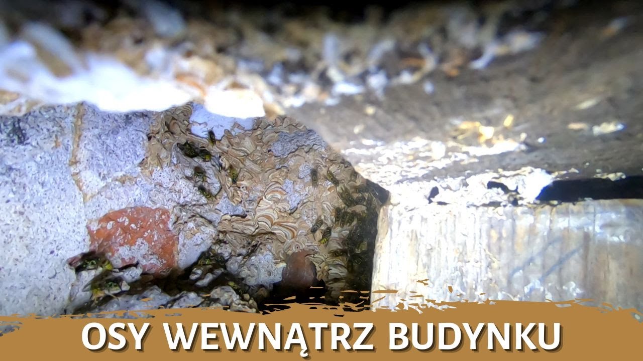 Osy wewnątrz budynku - usuwanie gniazda os - całkowita likwidacja ...