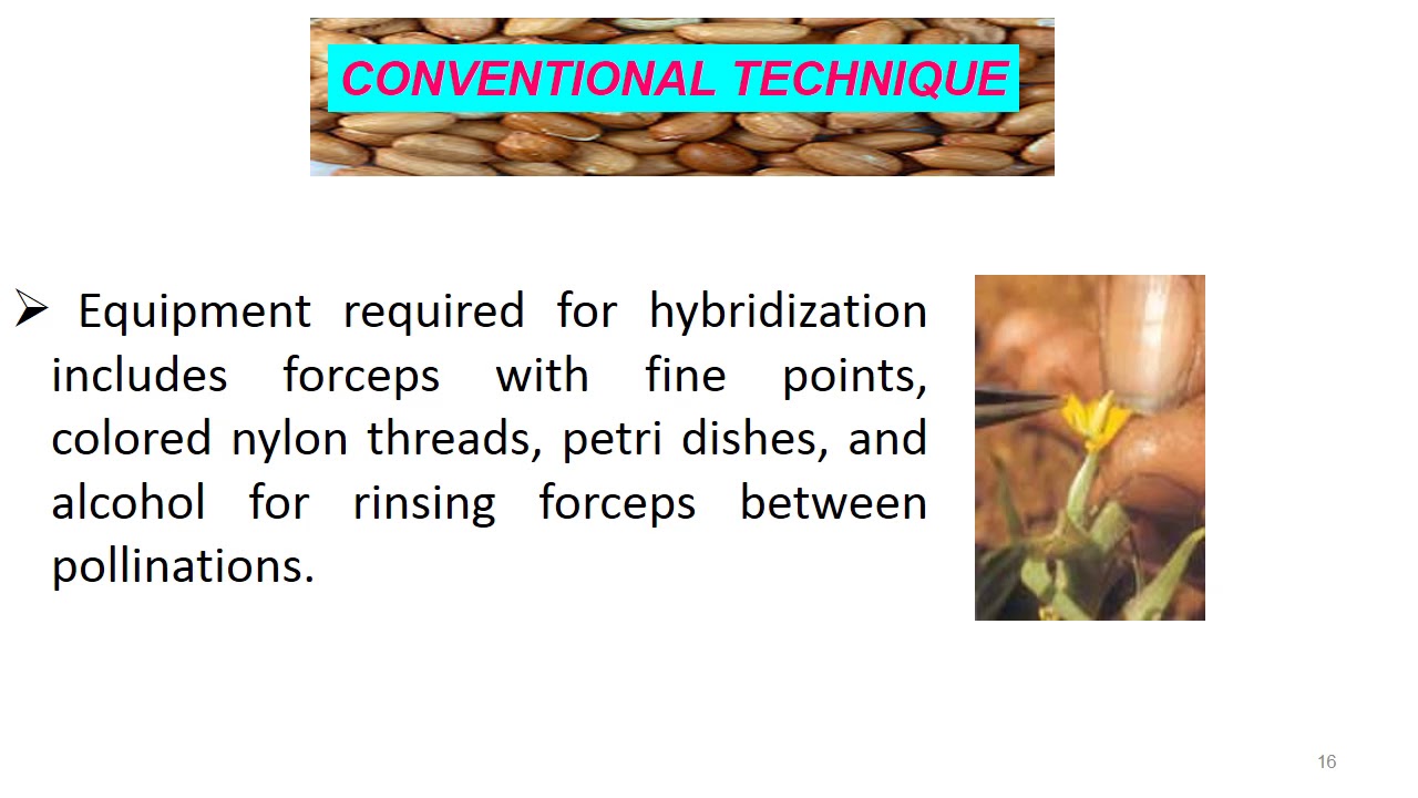 Ground nut/ Peanut heterosis, botany, hybridization - YouTube