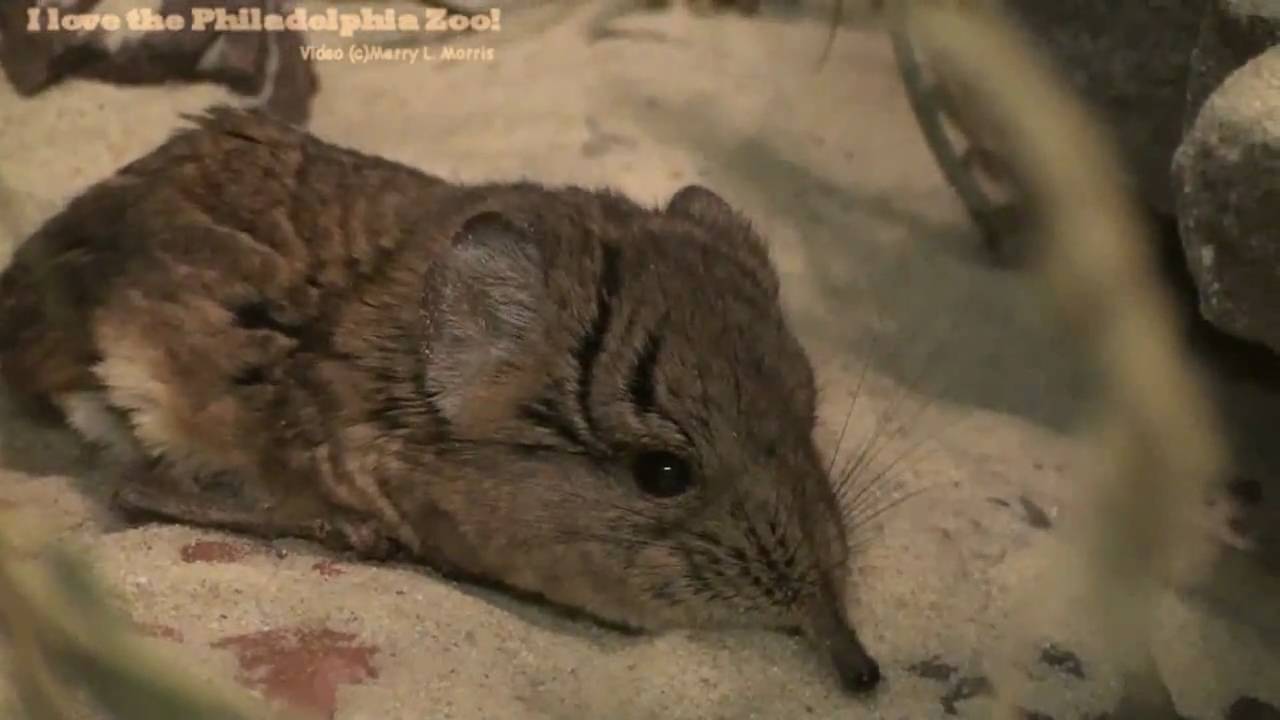 Philadelphia Zoo Short Eared Elephant Shrew Staying Very Still - YouTube