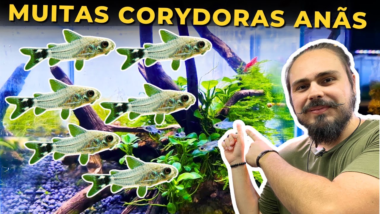 🔴AS CORYDORAS ANÃS CHEGARAM NOS AQUÁRIOS! |Mr. Betta| - YouTube