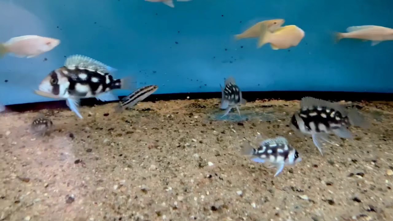 Cyphotilapia frontosa NIGHT STAR litters - YouTube