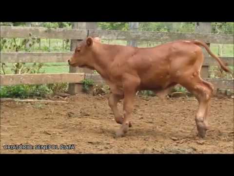 Bezerro Senepol, origem do Criatório Senepol Piatã. - YouTube