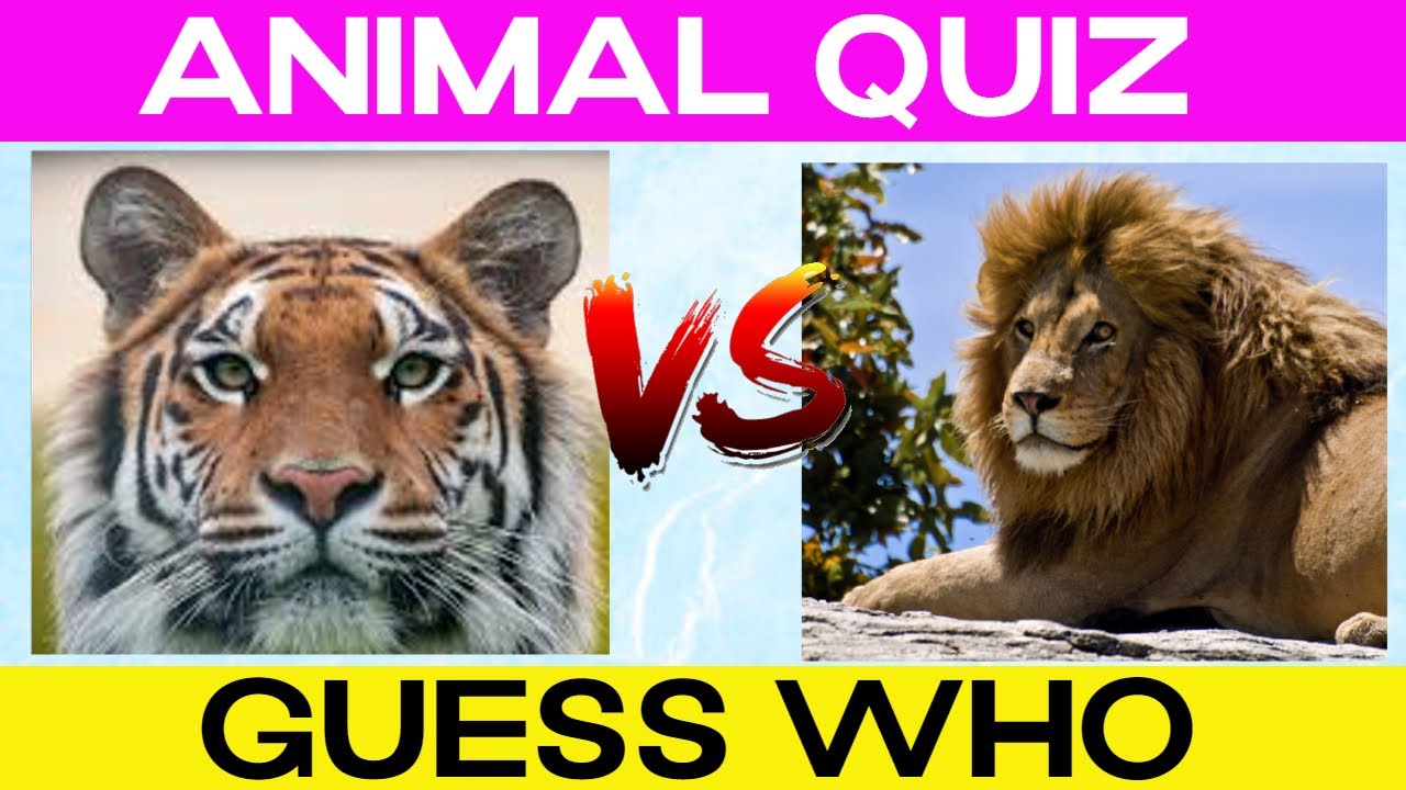 Guess The Animal 🦝🐯🐦 | Animal Quiz - YouTube