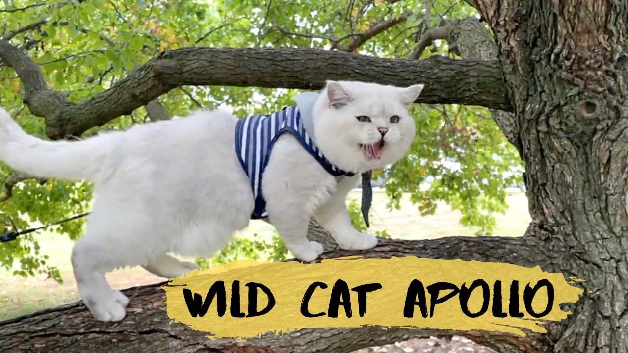 Big British shorthair cat Apollo climbing a tree - YouTube