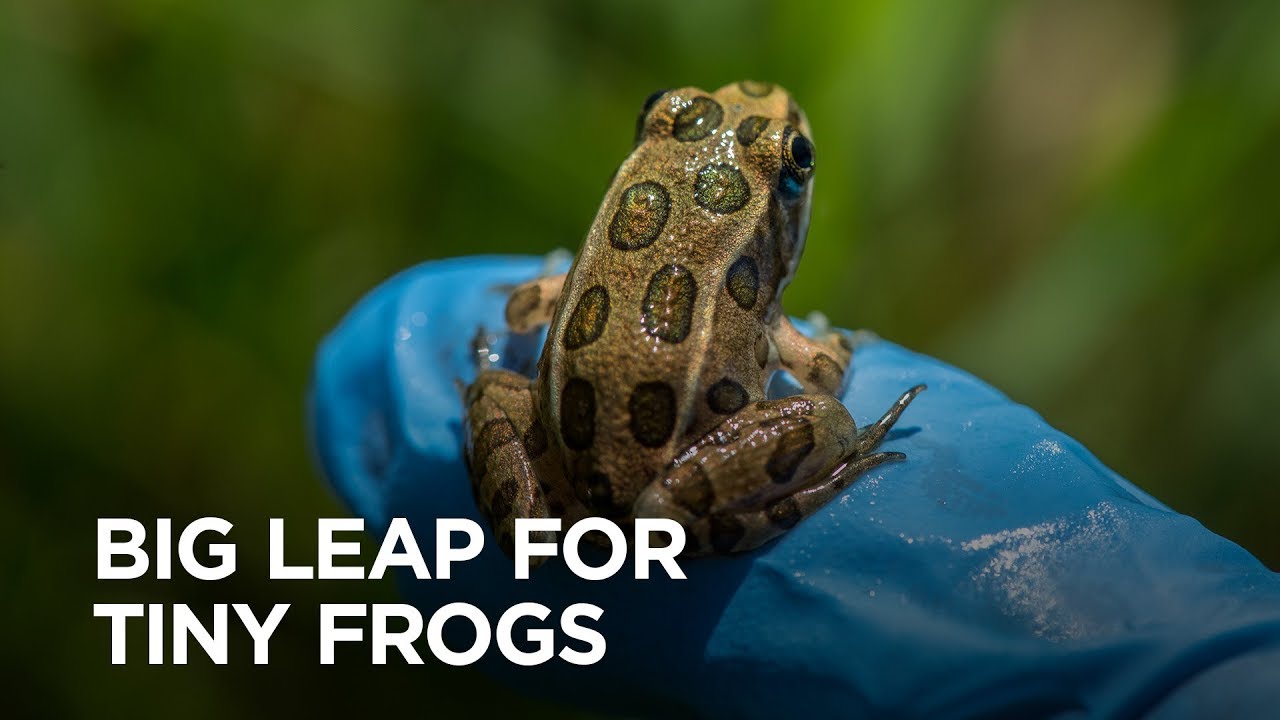 These little frogs are wildlife pioneers - YouTube