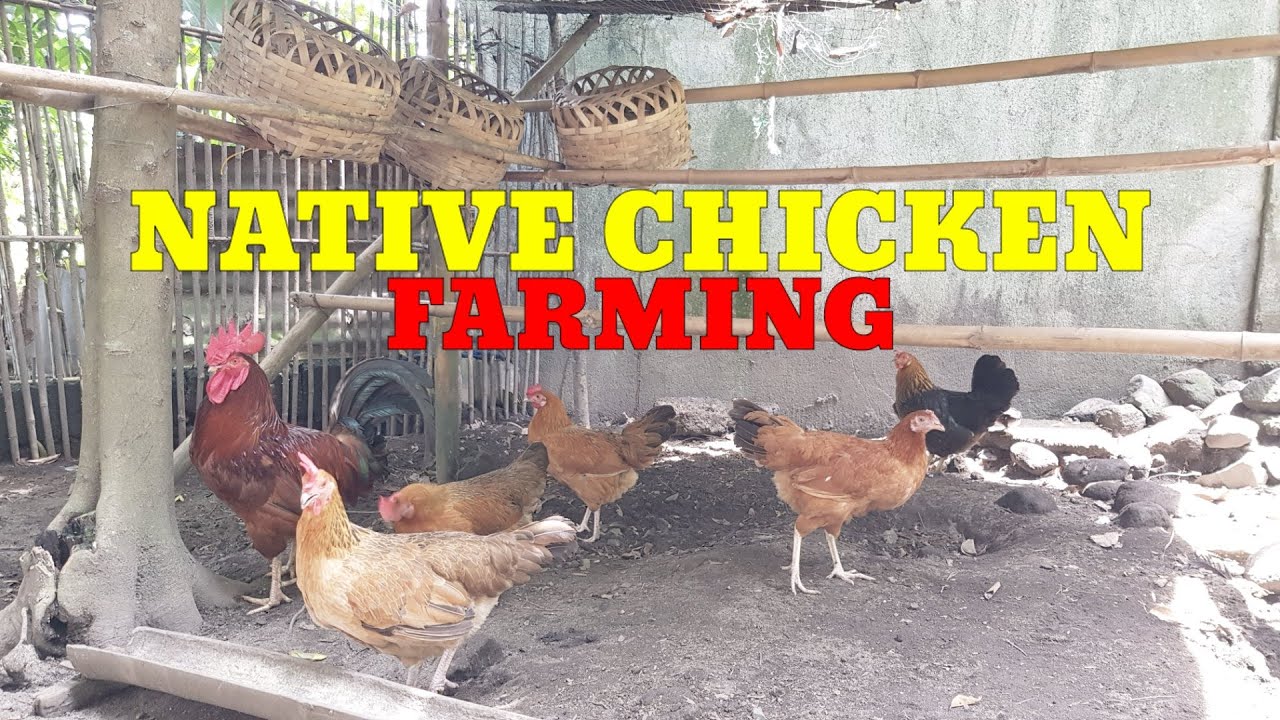 SIMPLE TIPS SA PAG-AALAGA NG NATIVE CHICKENS AT UPDATE SA AKING MGA ...
