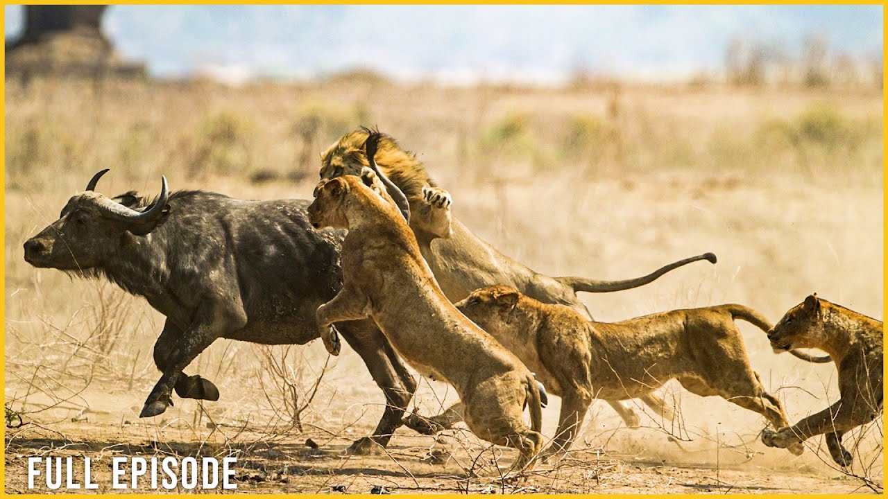 LION DYNASTY – Survival of a Lion Cast Into the Wild (Full Episode ...