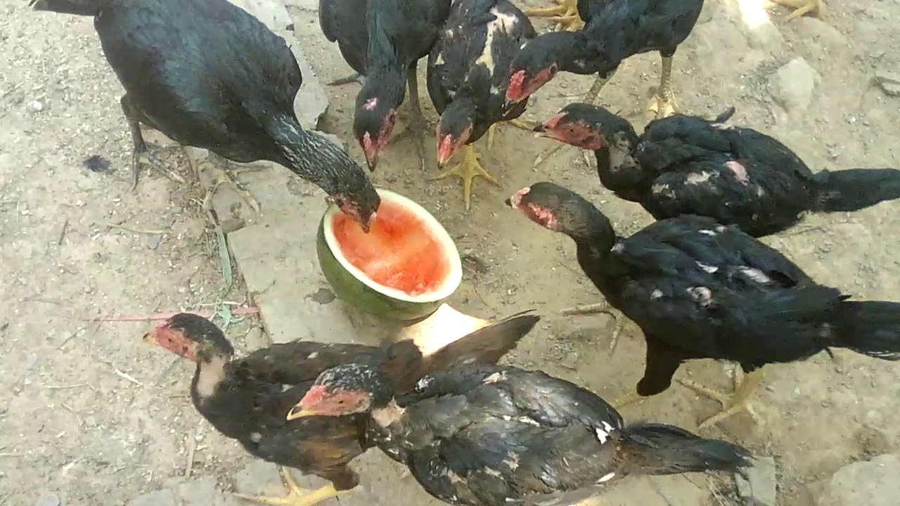 Local Chickens Eat Watermelon, So Yummy - YouTube