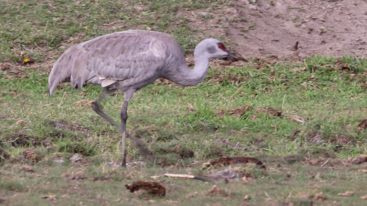 A Pair Of Sandhill Cranes In A Cow field - YouTube