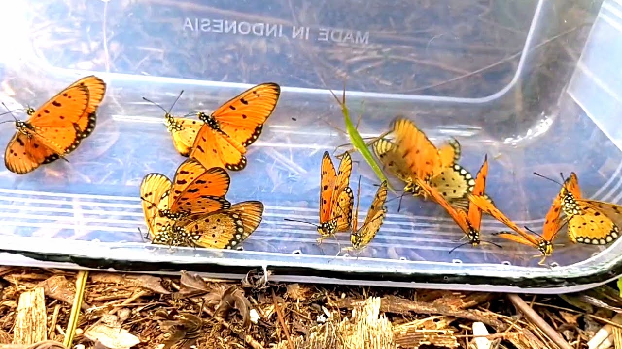 Hunt for a beautiful one-color butterfly - YouTube