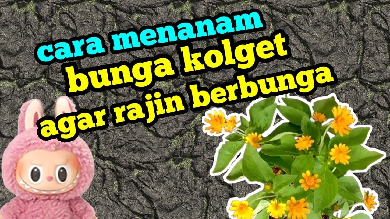 cara menanam bunga kolget agar rajin berbunga - YouTube