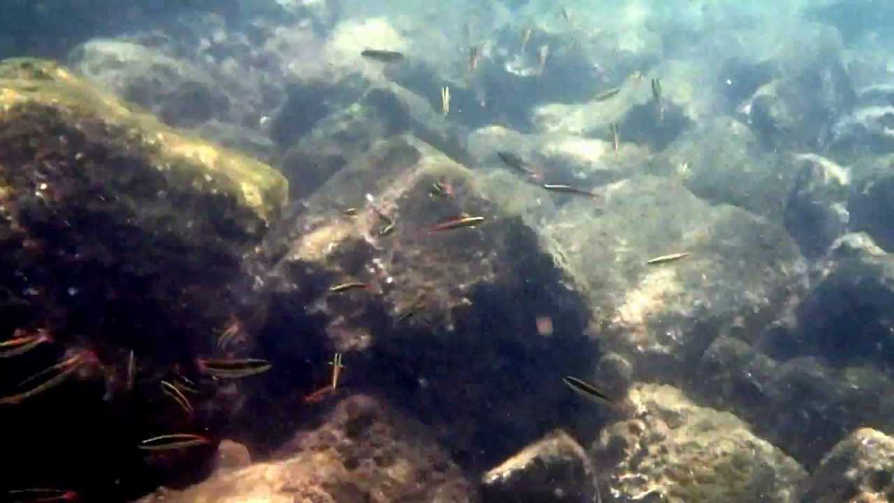 small fishies, Marino Ballena National Park - YouTube
