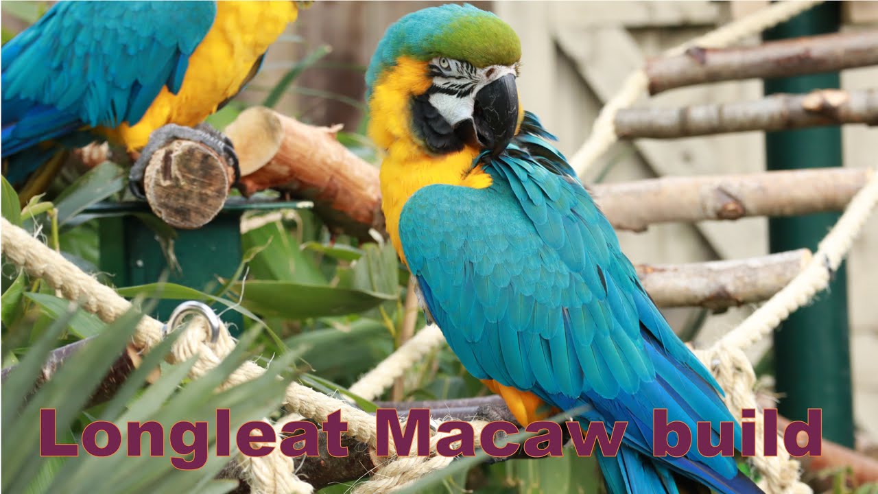 Macaw furniture and feeder enrichment - YouTube