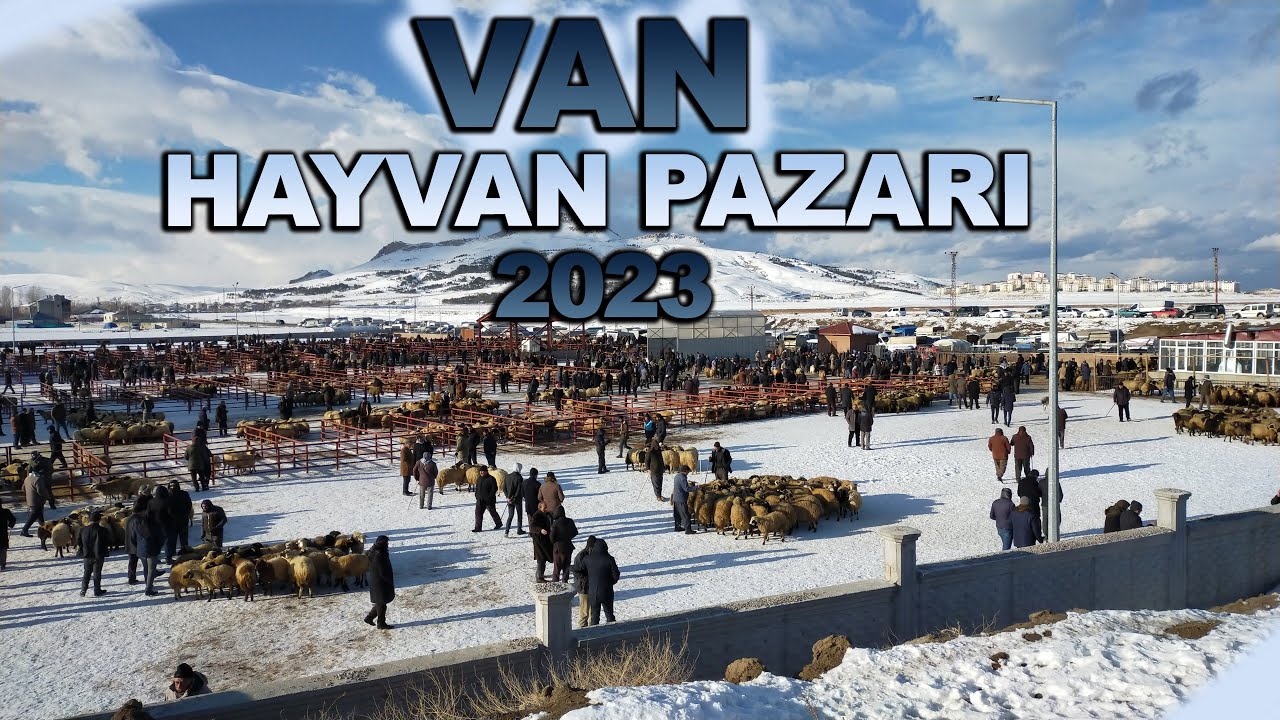 ''VAN'' CANLI HAYVAN PAZARI | DOĞUDA FİYATLAR NASIL ??? - YouTube