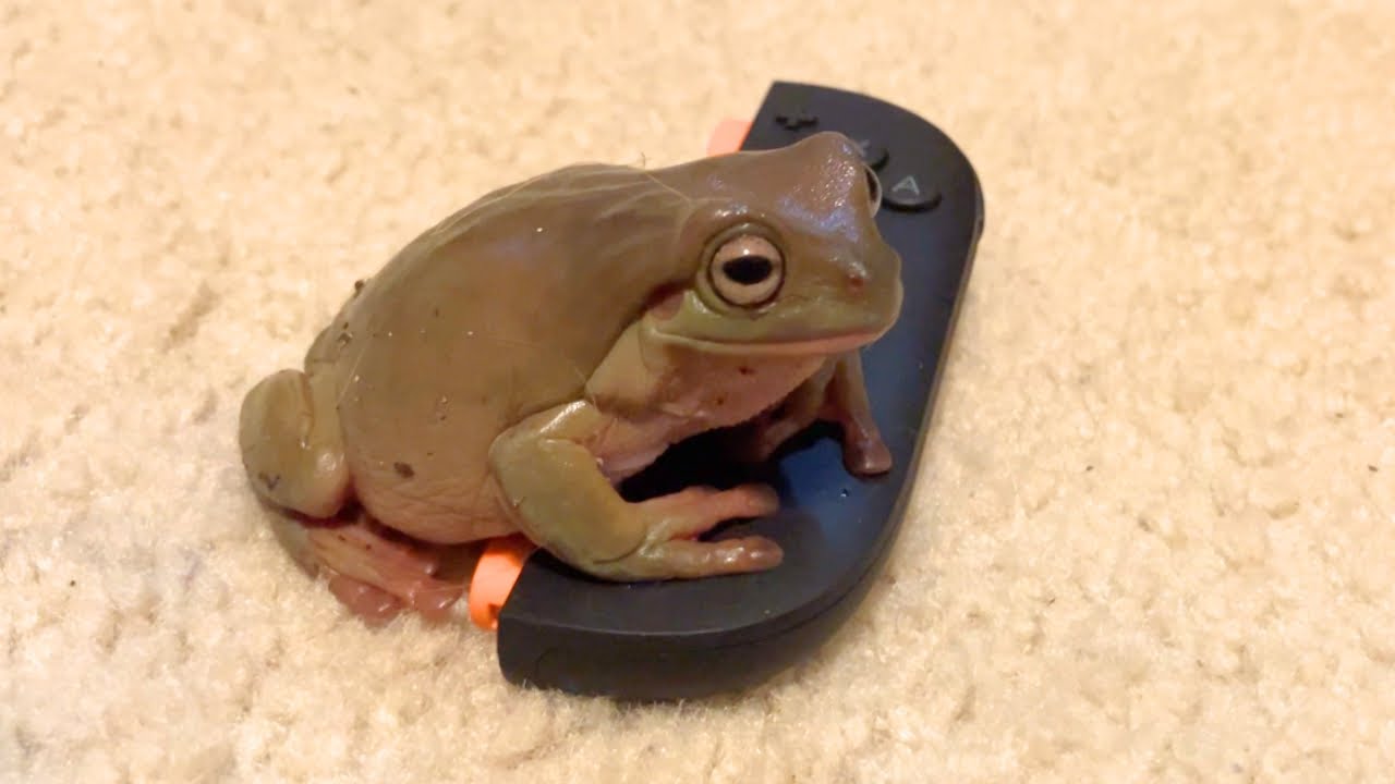 How To Take A Frog Off a Nintendo Switch 2 Joycon - YouTube