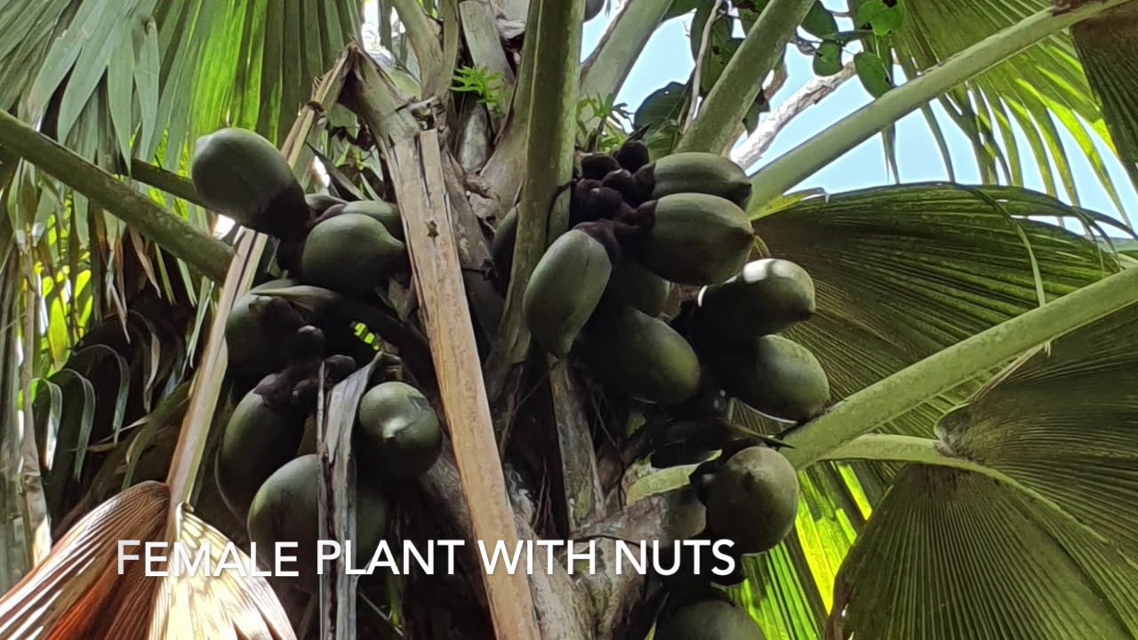 Coco de mer in the forest on Praslin - YouTube