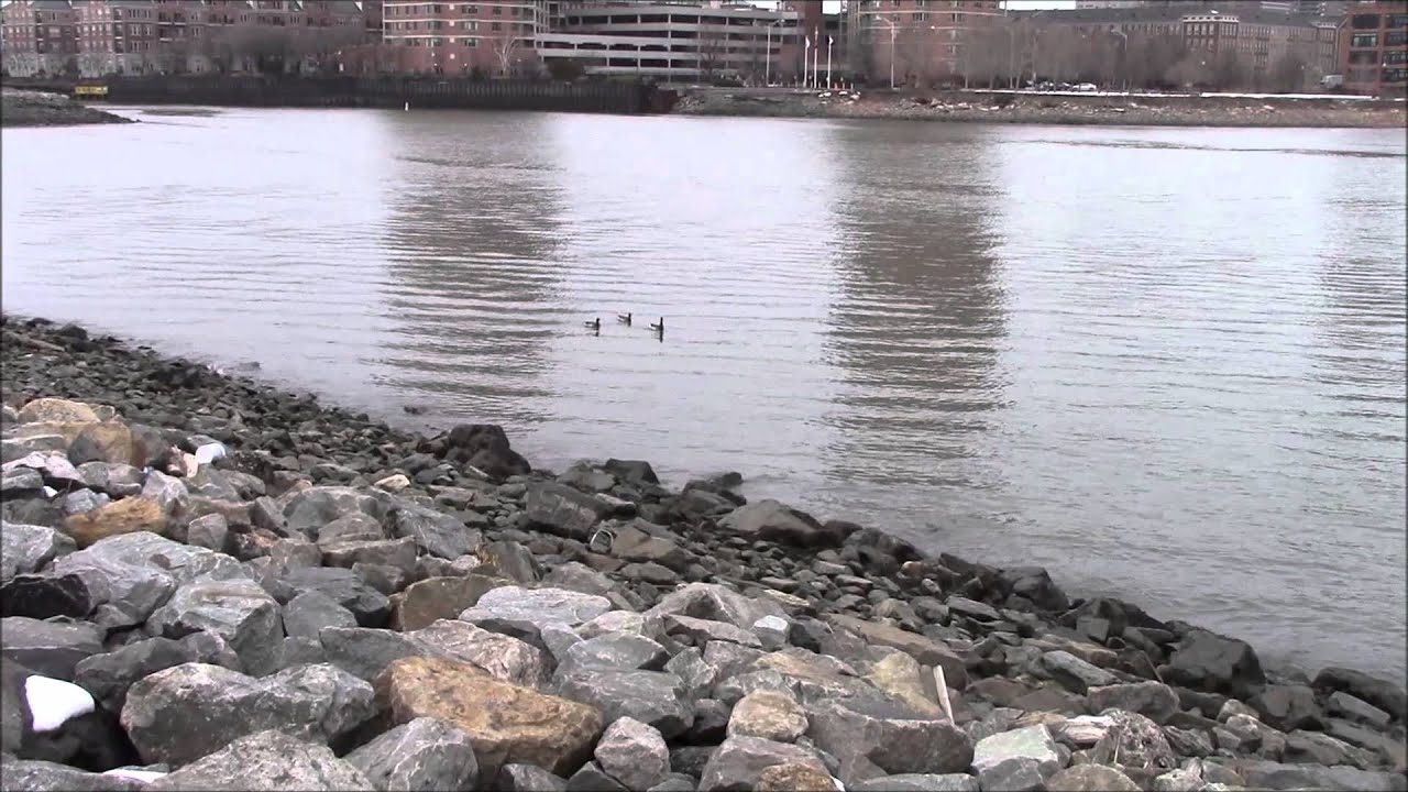 Atlantic Brant at Liberty State Park, Jersey City, NJ - YouTube