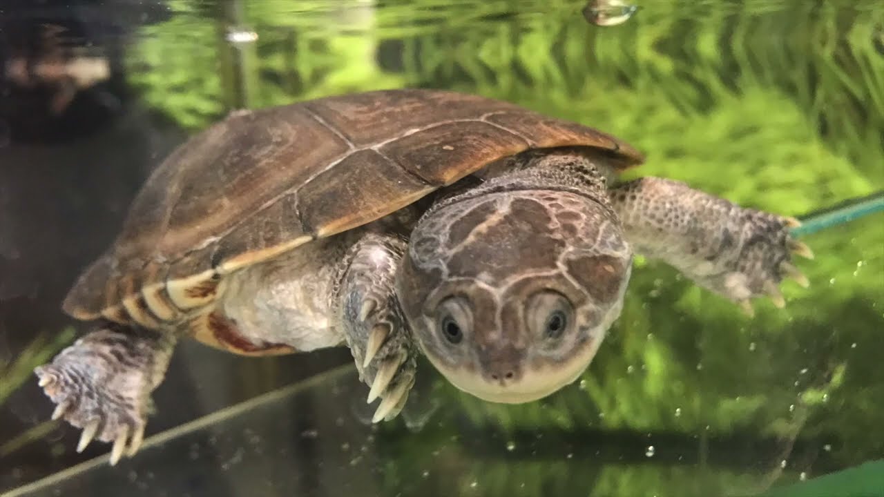 African Sideneck Turtle - YouTube