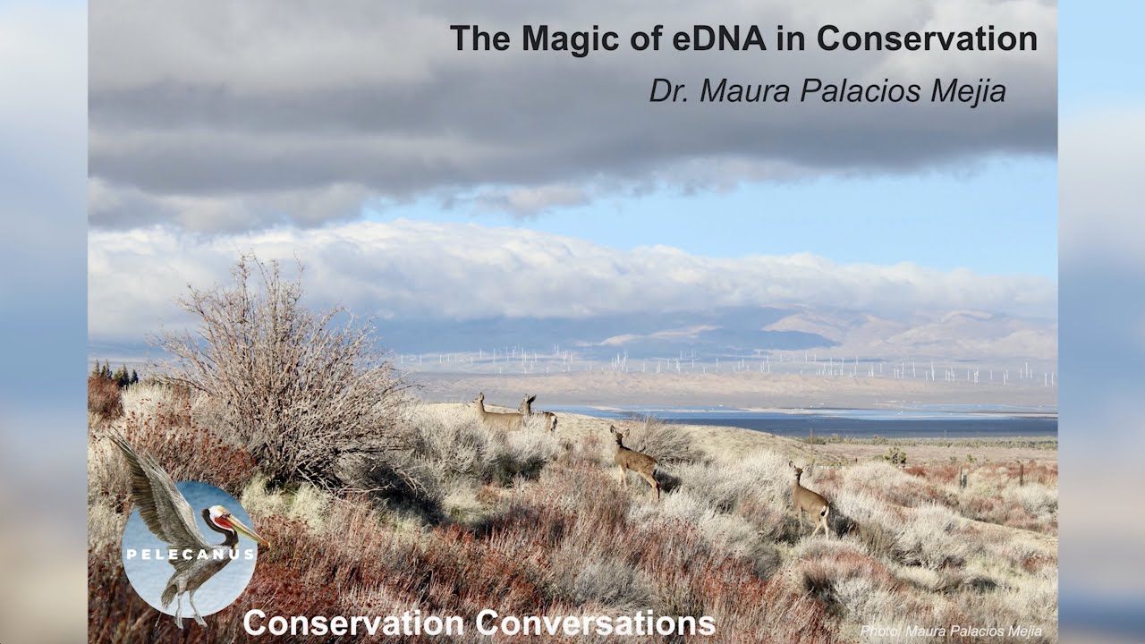 The Magic of eDNA in Conservation - Dr Maura Palacios Mejia - YouTube