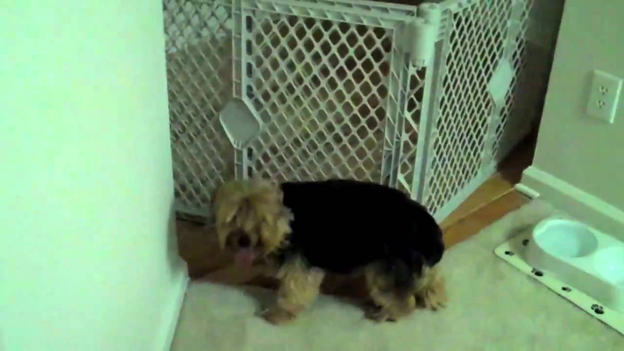 Dog scared of storm! - YouTube