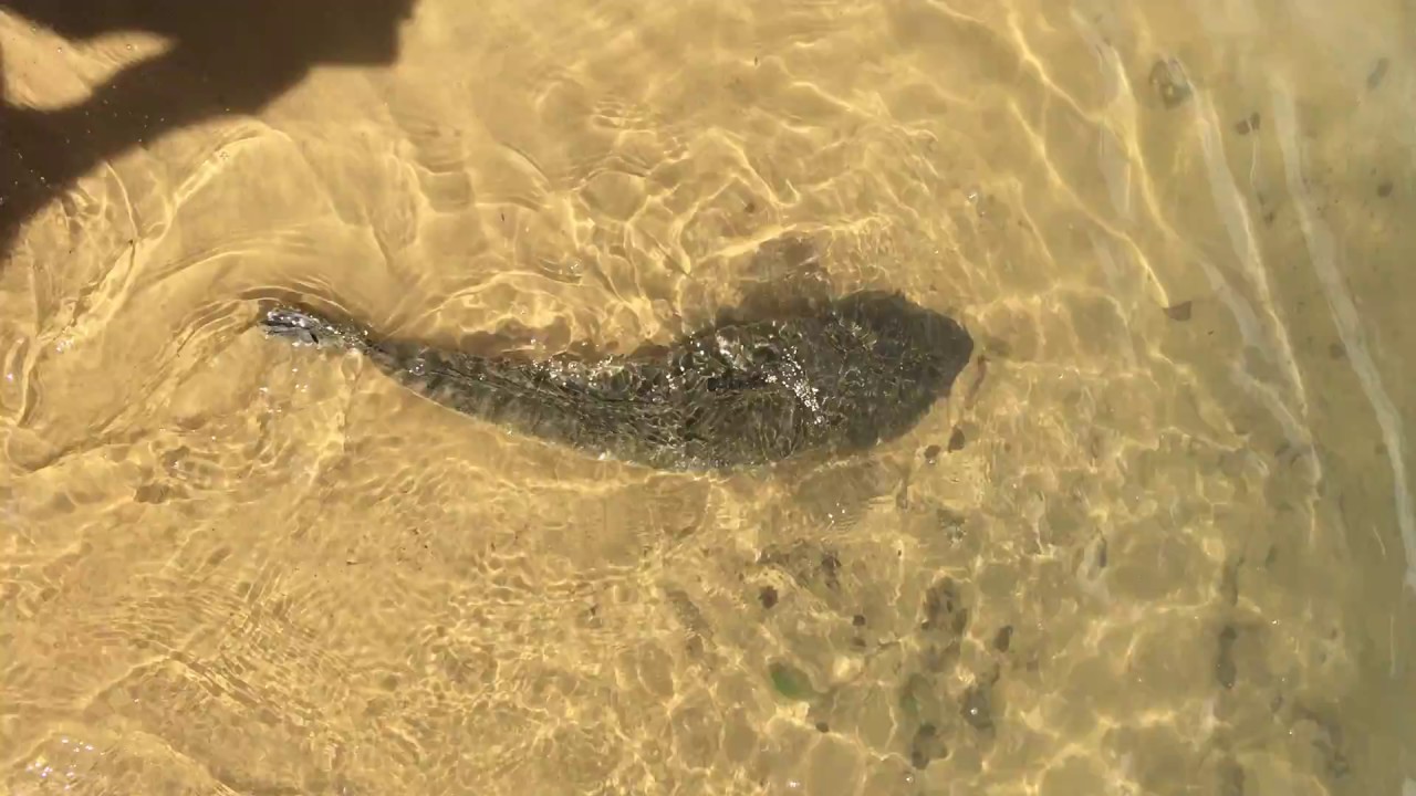 80cm flatty released - YouTube