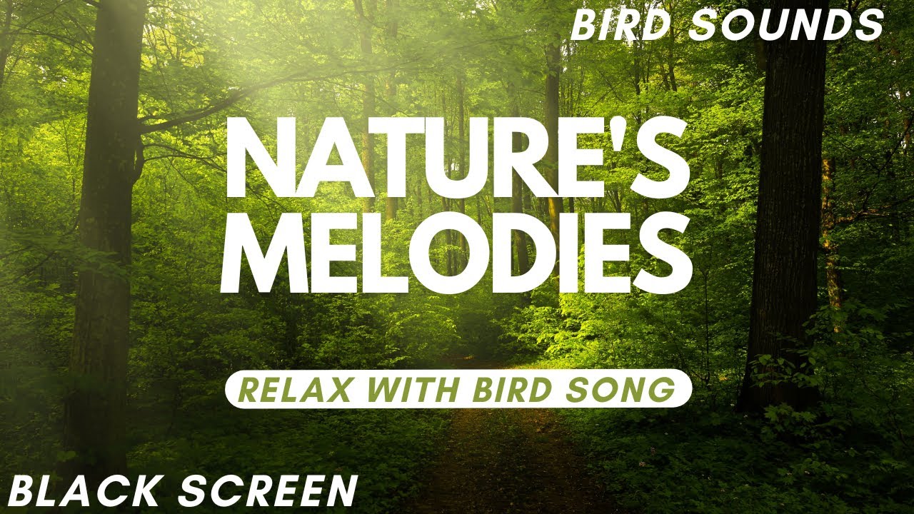 Nature's Melodies: Birds Singing for Relaxation and Meditation 🎶🌿 - YouTube