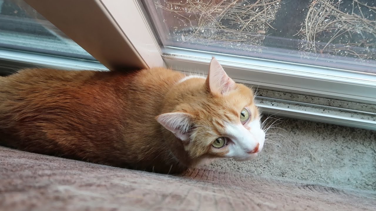 Cat Is Frustrated - YouTube